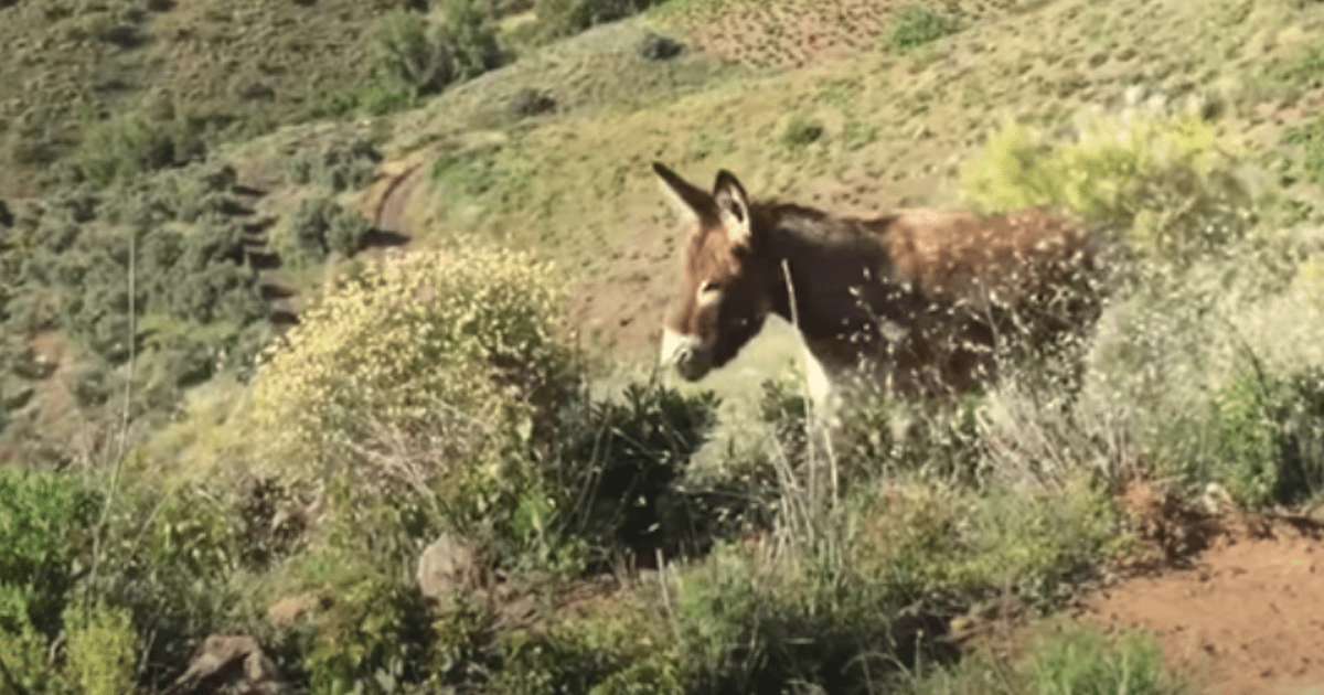 A Man Reunites With His Donkey and It's the Cutest Thing