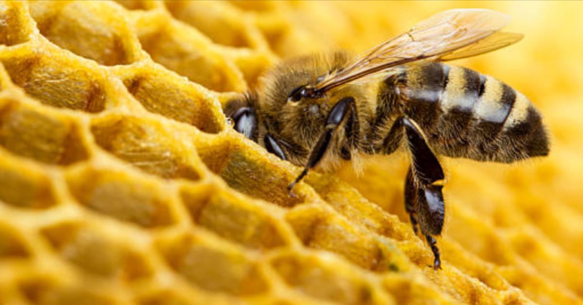 Our Bees Need Saving Because They are Disappearing Fast