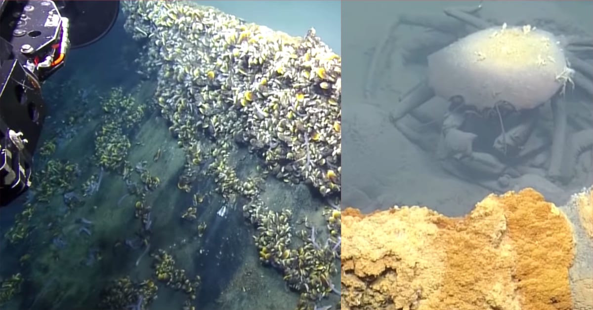 Did You Know About the Deadly Lake Beneath the Gulf of Mexico?