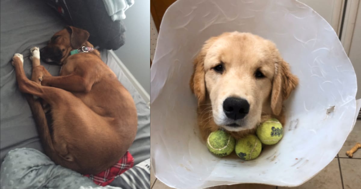 15 Dogs That Are Really Struggling In Life (But We Still Love Them)