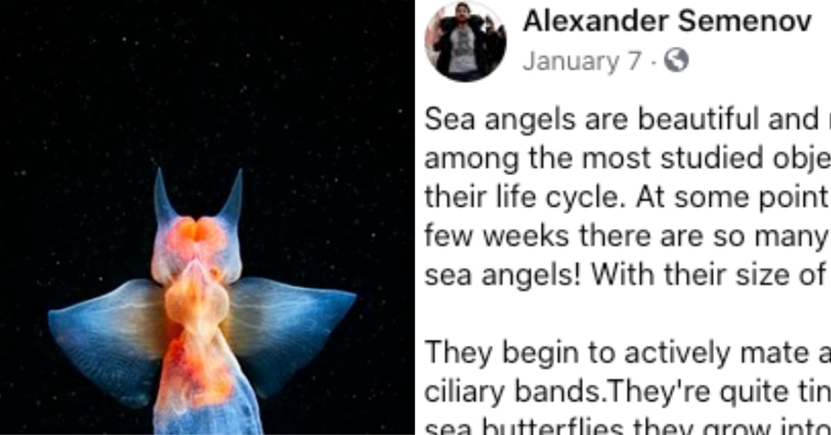 Incredible Images Have Been Captured of a 'Sea Angel' Hovering Under ...