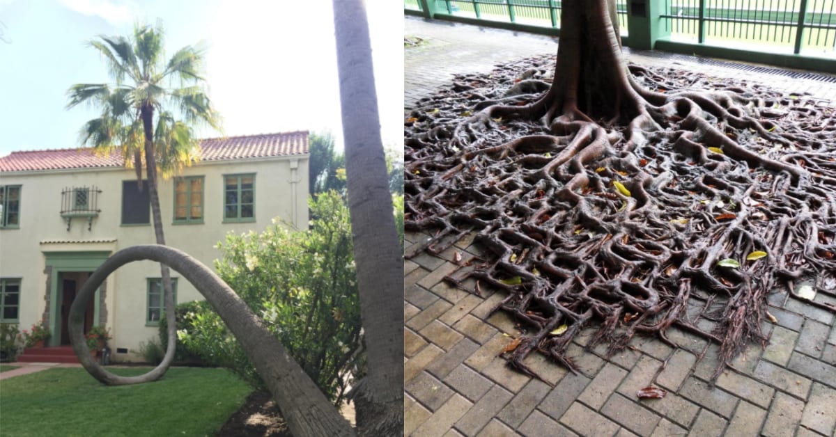 11 Trees That Are Never Gonna Say Die