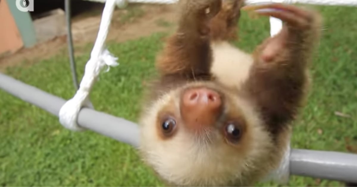Adorable Sloths Have A Conversation With Each Other While Hanging Around