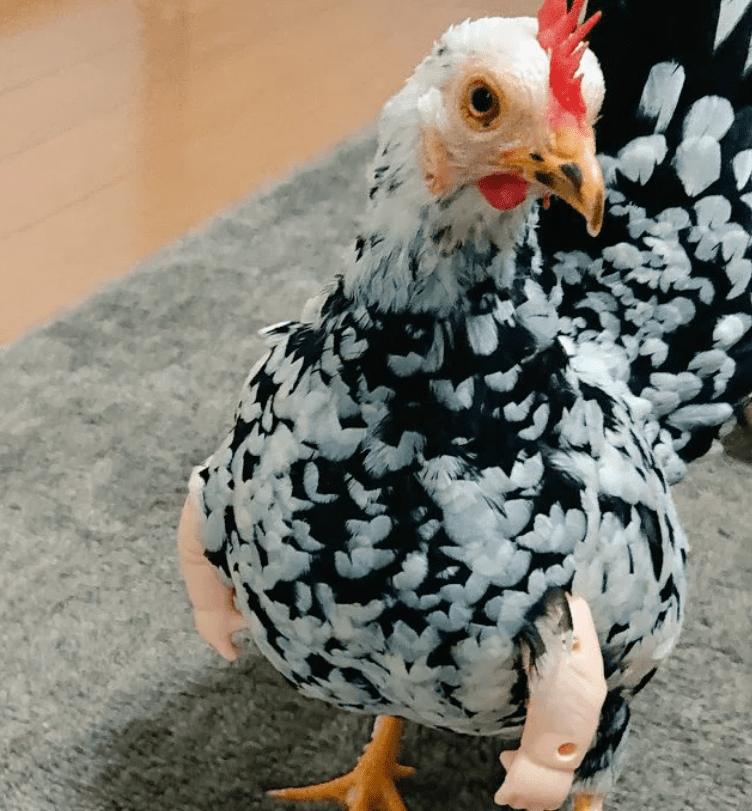 People Are Buying Arms for Their Chickens and the Photos Are Hilarious