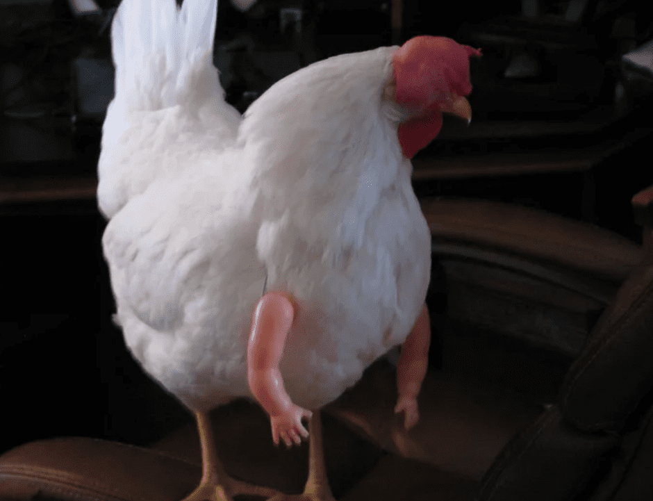 People Are Buying Arms for Their Chickens and the Photos Are Hilarious