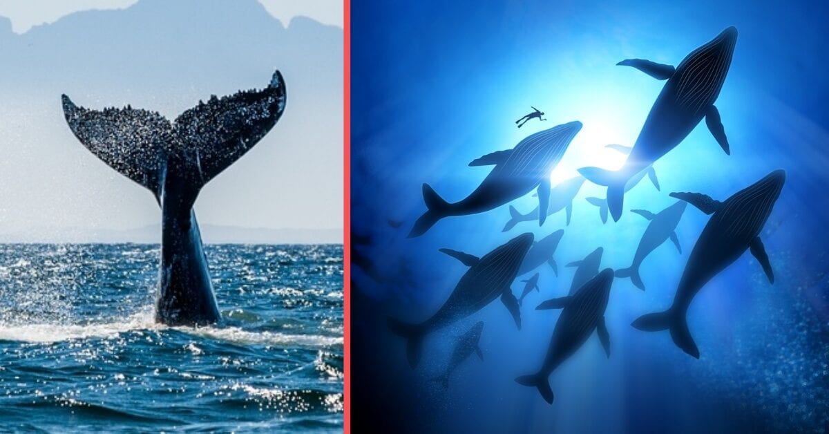 Humpback Whales Are Gathering in Large Numbers and Scientists Are ...