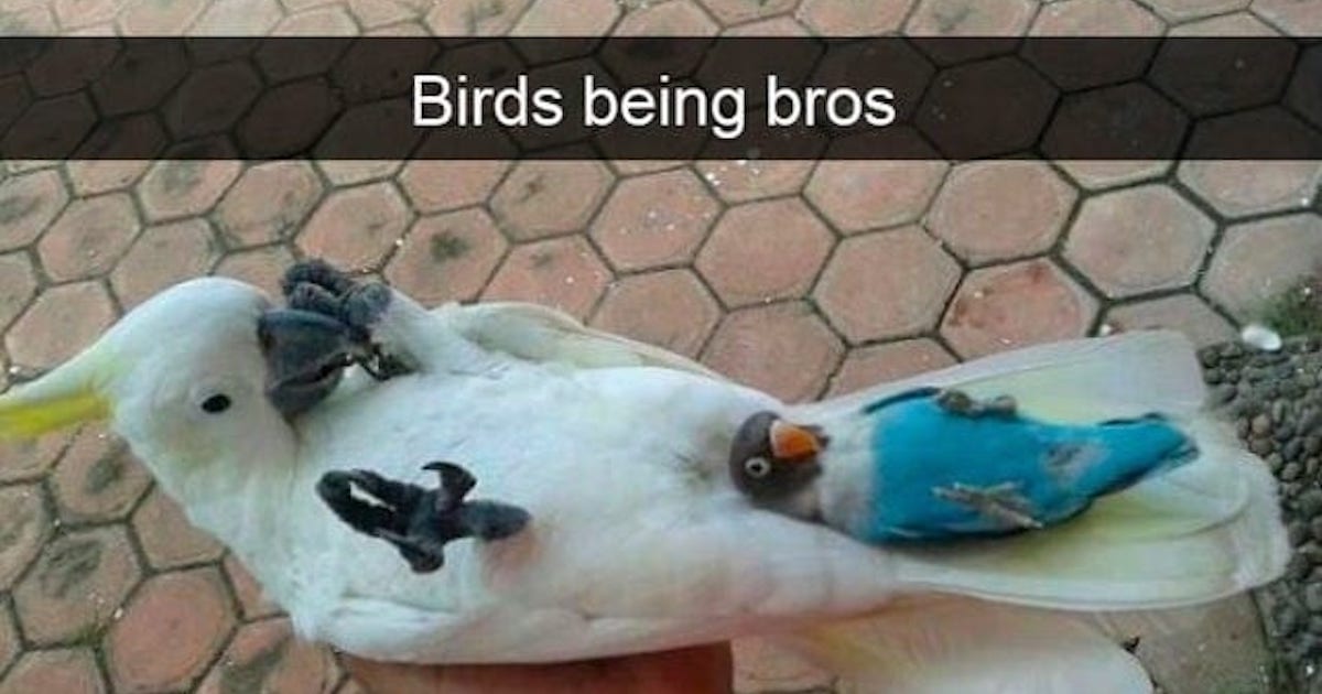 14 Wholesome Animal Memes That Made Us Feel Great and Warm and Fuzzy