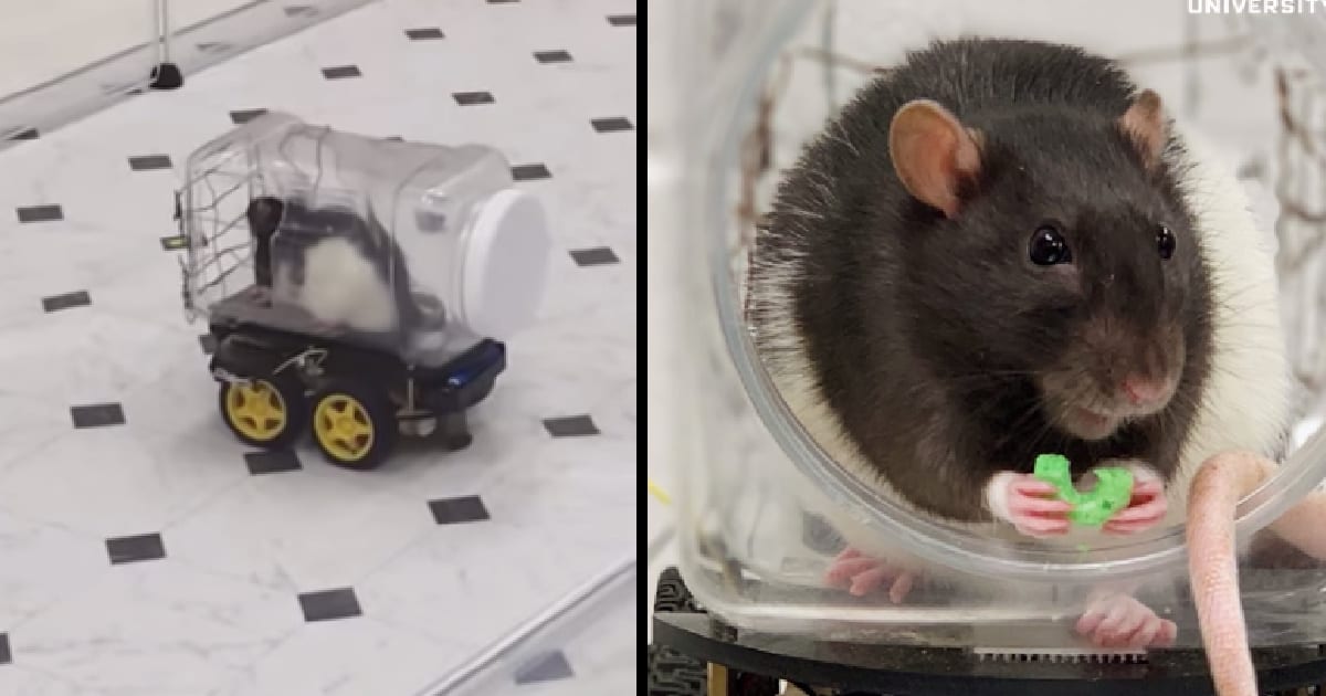 Scientists Say That Driving Tiny Cars Helps Rats Relax