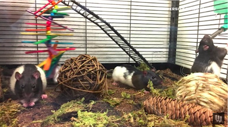 Scientists Say That Driving Tiny Cars Helps Rats Relax