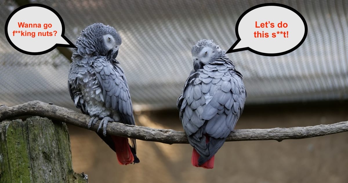 5 Parrots Had to Be Separated After Conspiring to Curse at Zoo Visitors