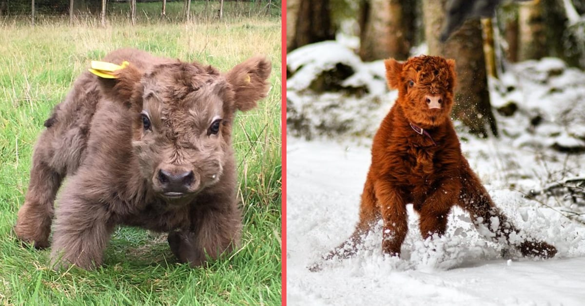 17 Udderly Adorable Highland Cattle Calves Living Their Best Lives