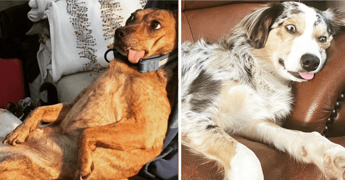 The Unflattering Dog Photo Challenge Is What We Need in Our Lives Right Now