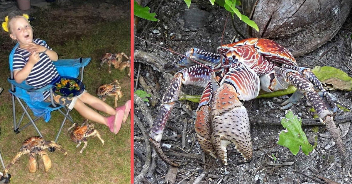 This Family's BBQ Was Crashed by Dozens of Giant "Robber" Crabs and ...