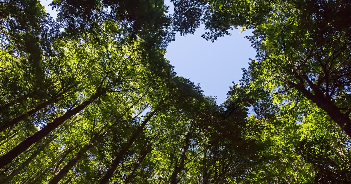 Could Planting 1 Trillion Trees Save Us From Climate Change?