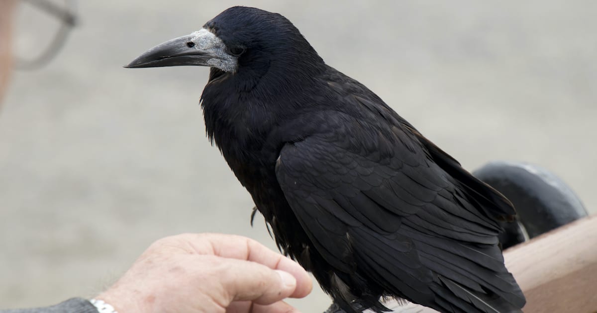 Researchers Think Crows Have at Least as Much Self-Awareness as Humans