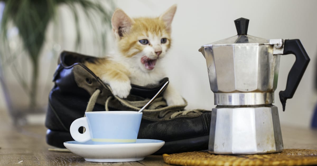 Coffee Can Make Cats Live Longer, and 5 More Stimulating Facts About ...