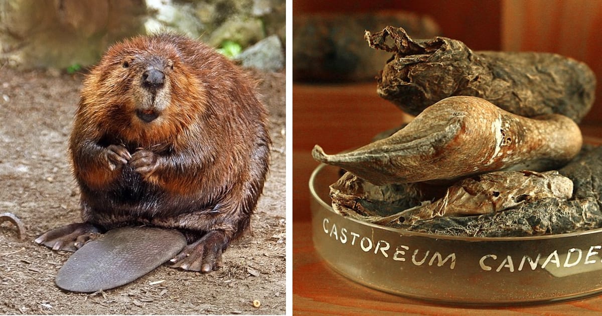 A Bit About Castoreum, a Flavoring Made From Beaver Secretions