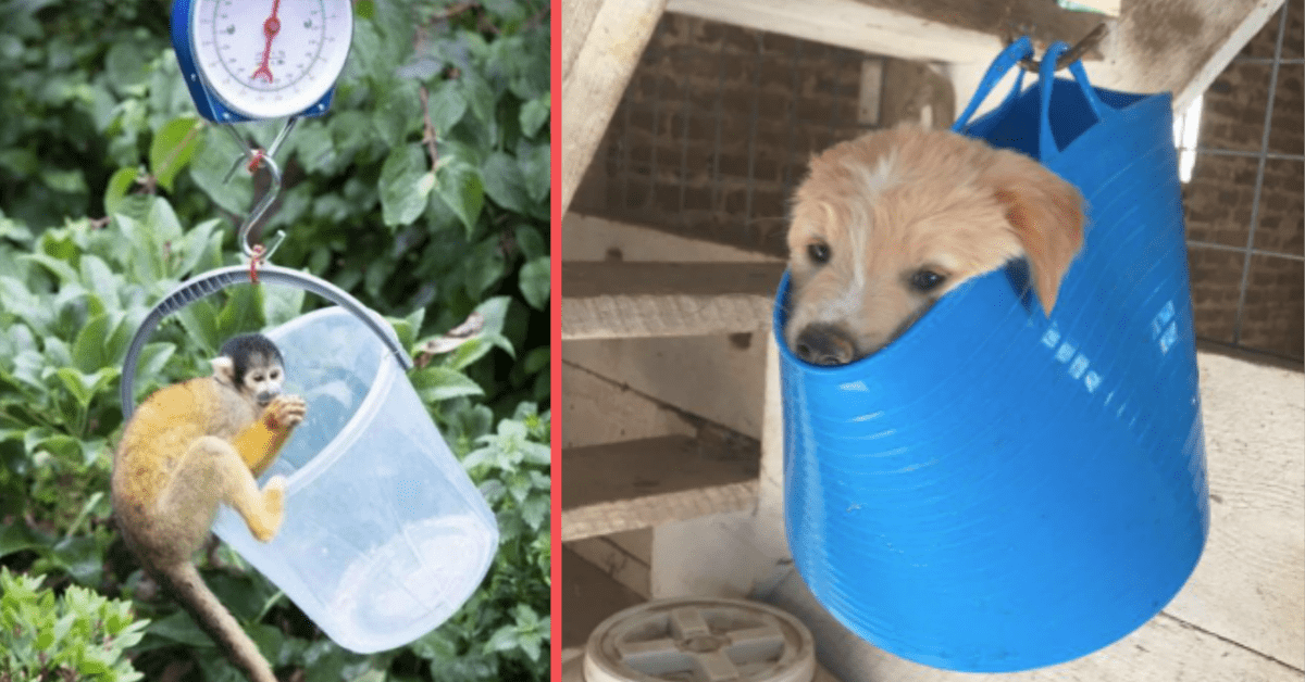 17 Tricks Zookeepers Have for Weighing Animals