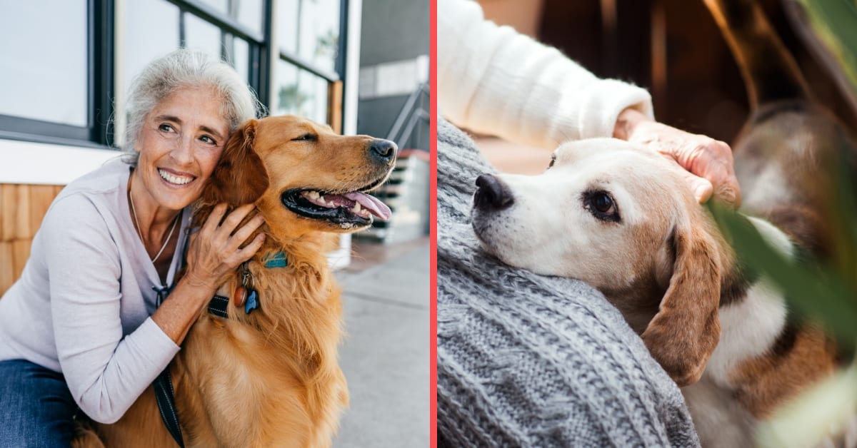 Cuddle Club Brings Senior Humans and Senior Dogs Together and It's ...