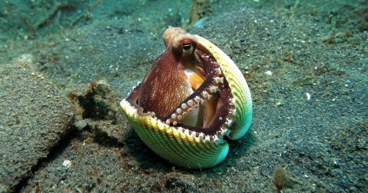 Apparently, Octopus Get Their Kicks Punching Small Fish