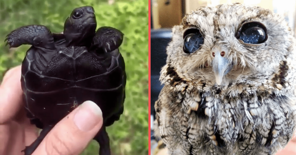 12 Animals That All Have One Thing in Common: Very Unusual Colors