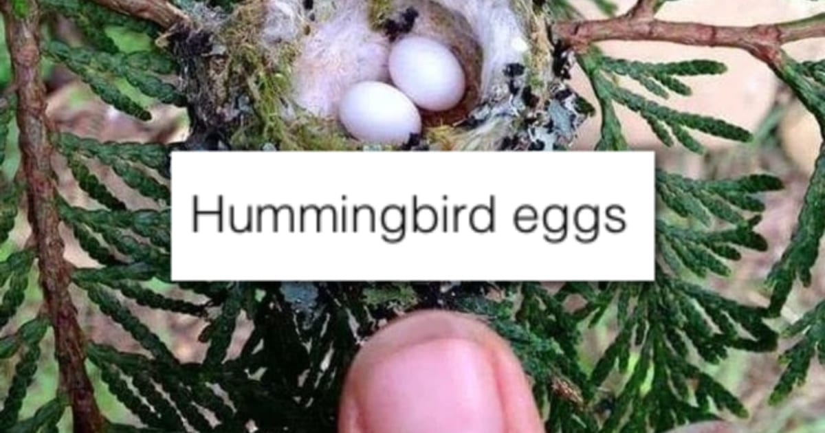 12 Pictures That Use a "Human For Scale" to Show Us the Size an Object ...