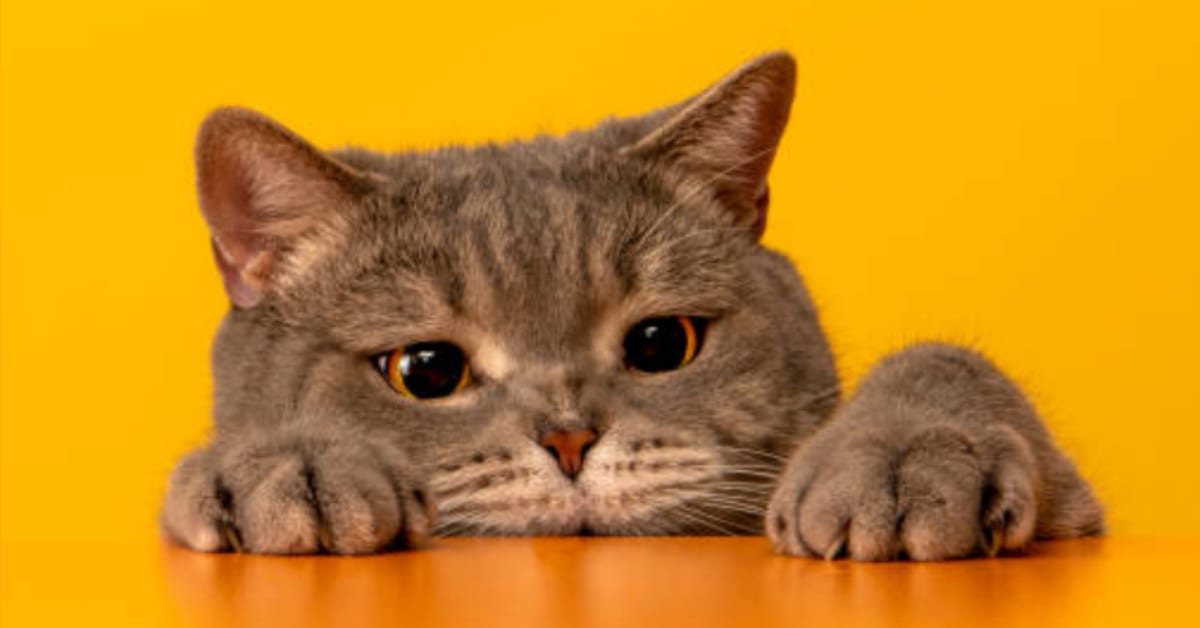 50 Fur-Raising Facts About Cats