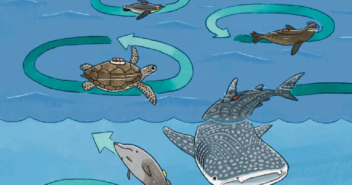 No One Knows Why Some Marine Animals Are Swimming in Circles