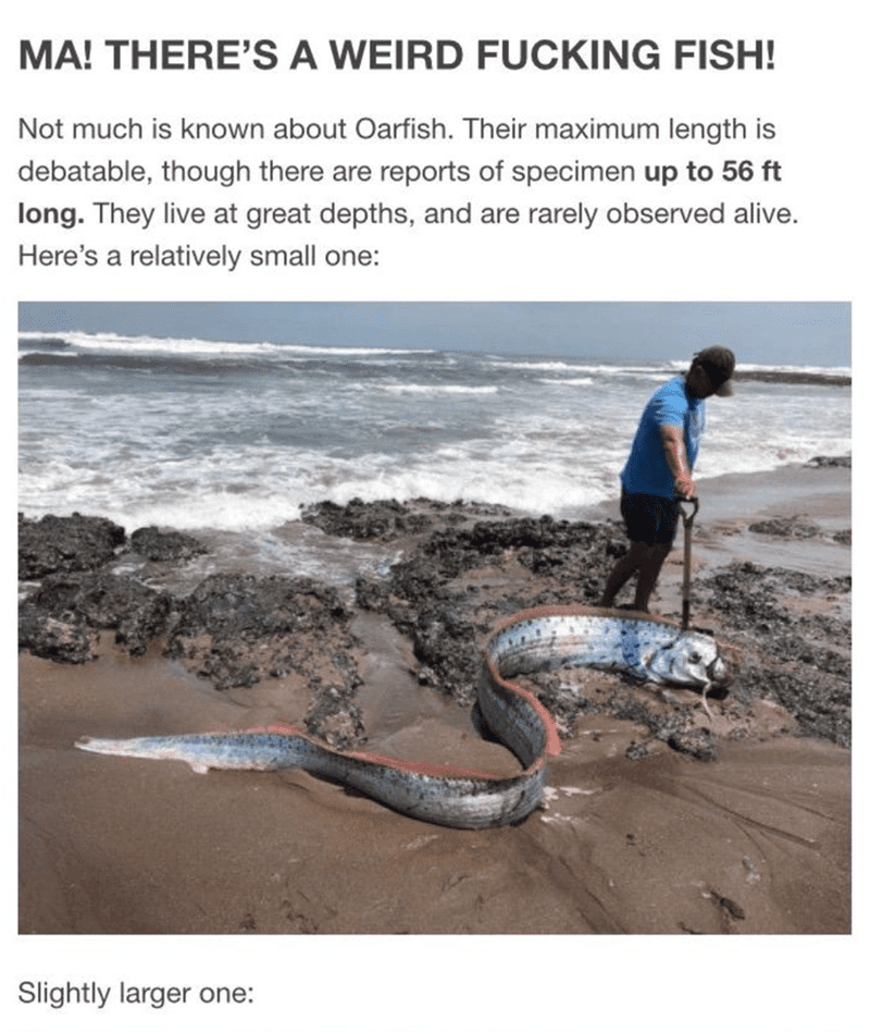 Meet the Oarfish: Terrifying Sea Serpent of Folklore