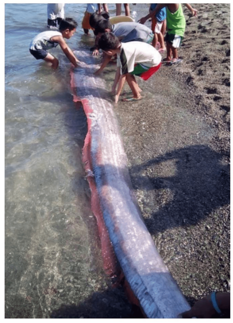 Meet the Oarfish: Terrifying Sea Serpent of Folklore