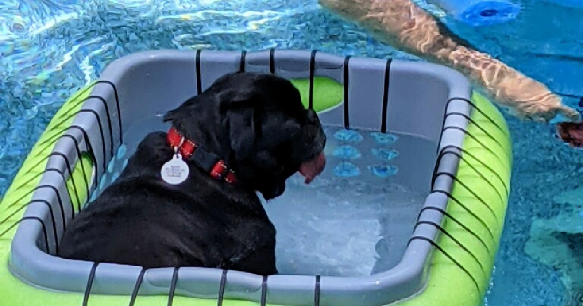 A Simple Laundry Basket Could Be Your Solution to Floating With Your Pet
