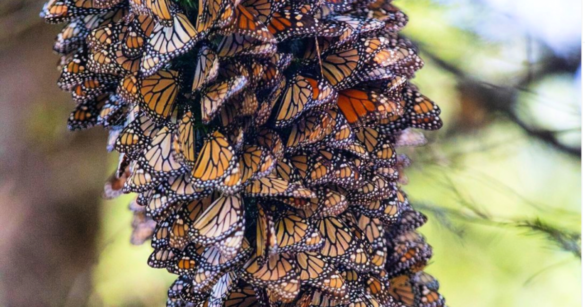 Here's What It Sounds Like When a Million Monarch Butterflies Take Flight