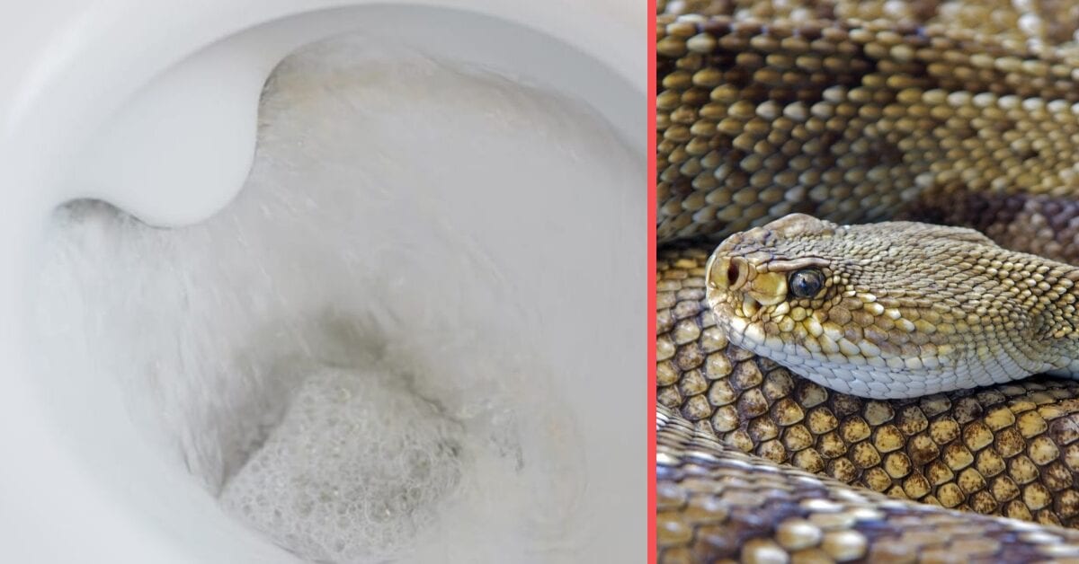 5 Off-Putting Animals That Could Appear in Your Toilet