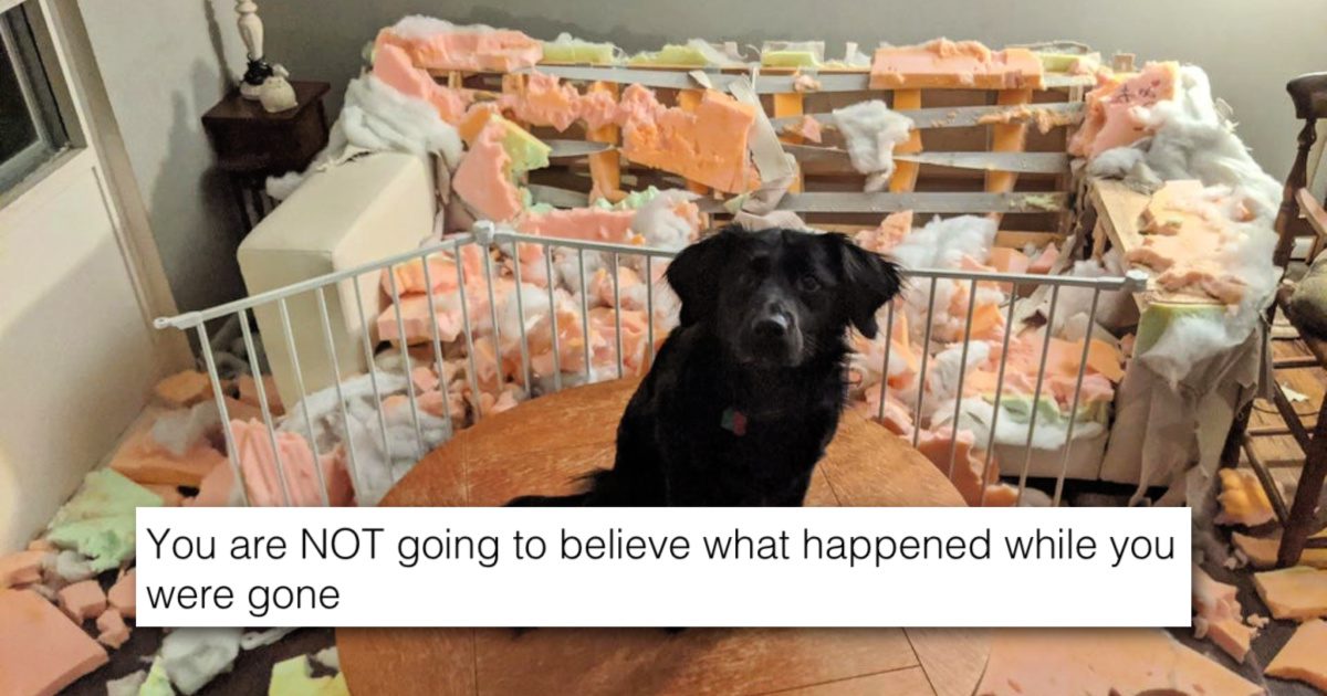13 Hilarious Dog Fails That Will Make You LOL