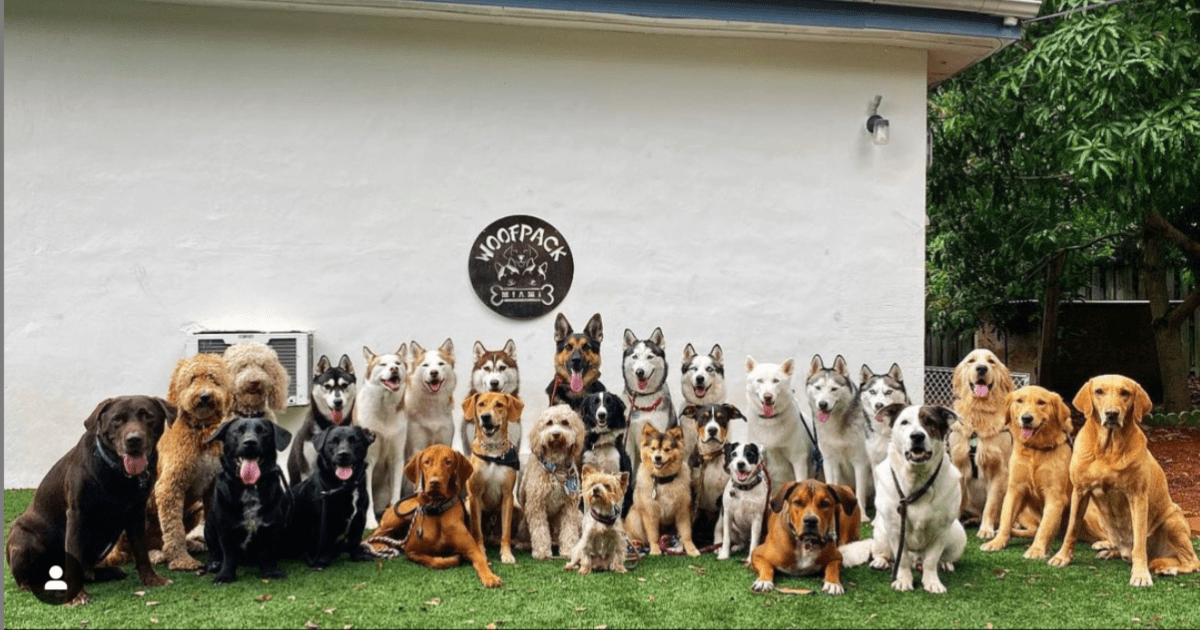 This Doggie Daycare Knows How To Get Perfect Group Photos Of Dogs