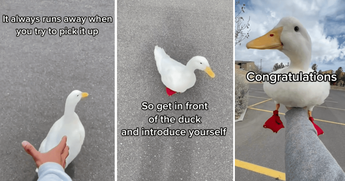 How To Properly Pick Up A Duck, According To The Internet
