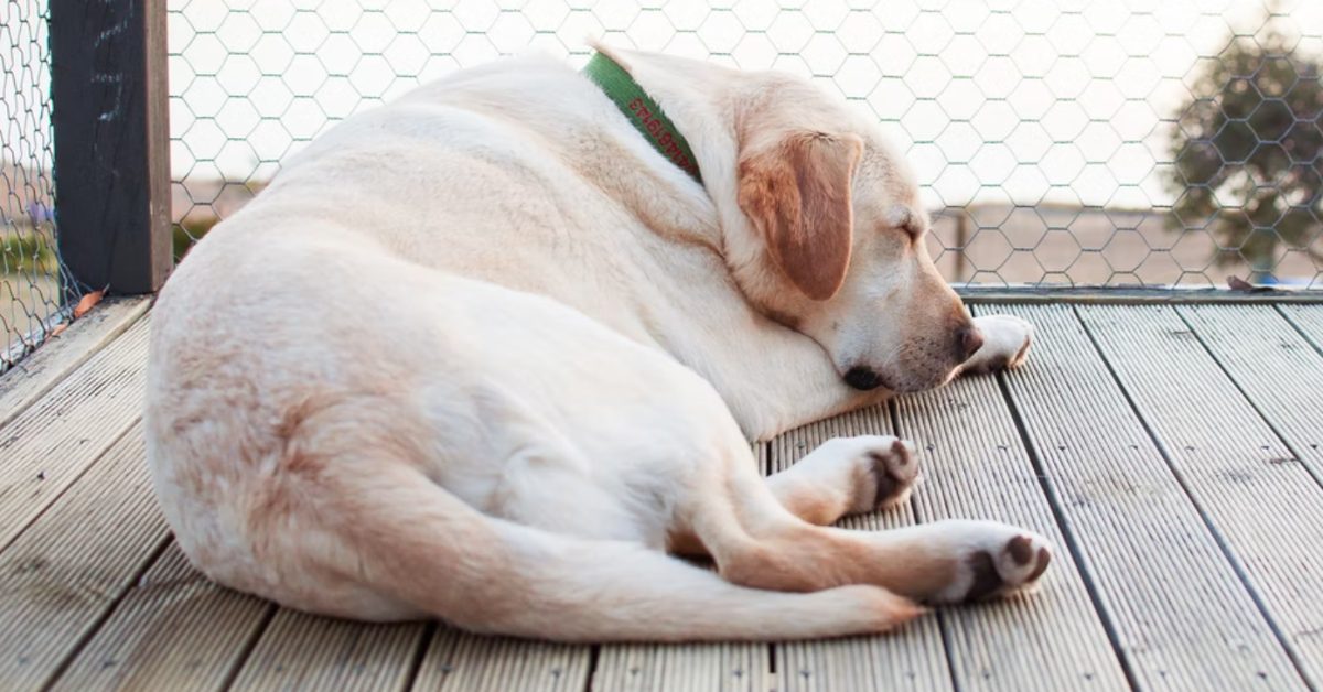4 Dog Sleeping Positions and What They Mean