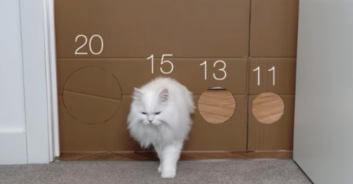 Watch This Cat Successfully Navigate Obstacle Courses Set Up by Her Human