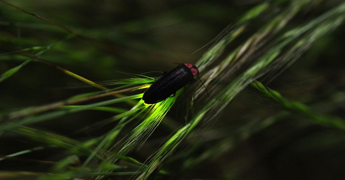 5 Interesting Facts About Fireflies