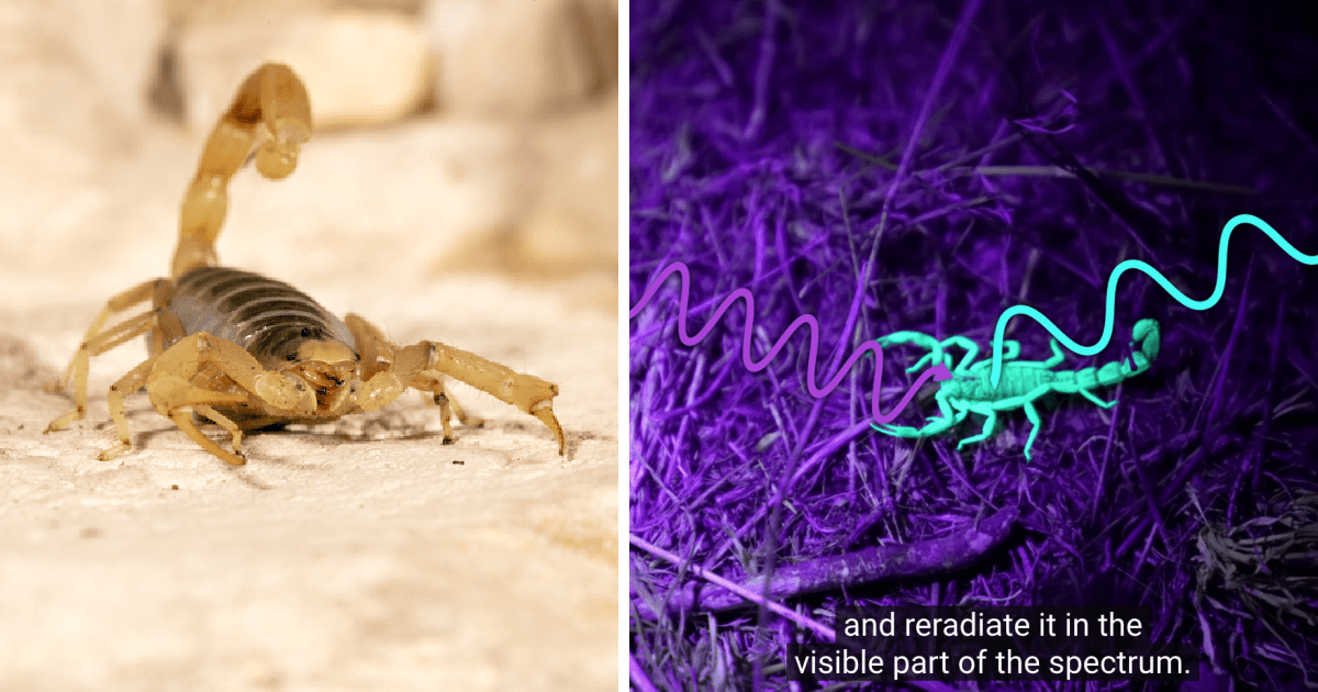 Here's Why Scorpions Glow Green Under Ultraviolet Light