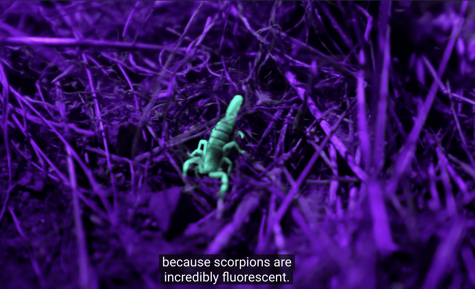Here's Why Scorpions Glow Green Under Ultraviolet Light