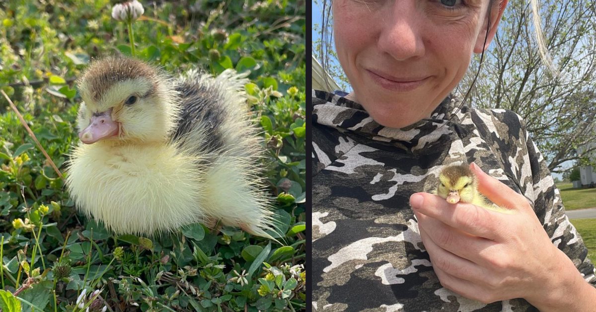 A Human Adopted a Duckling That Was Rejected by Her Mother