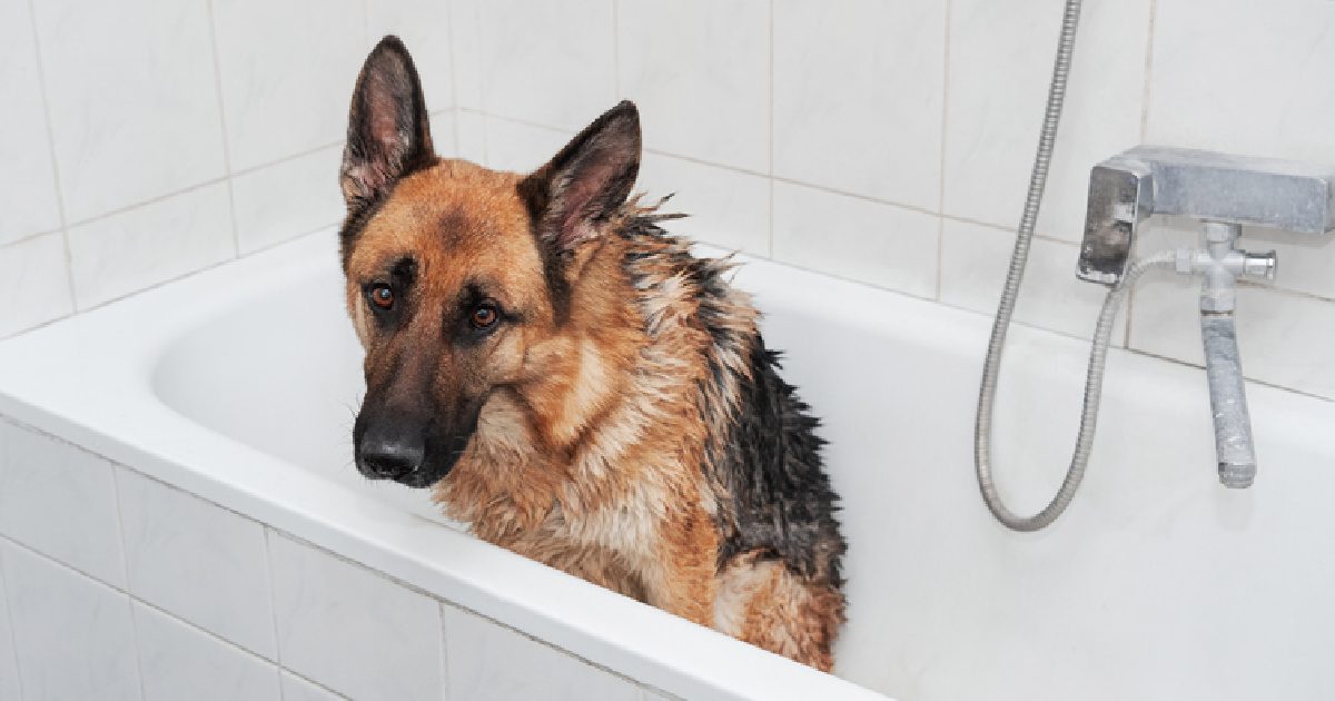 How A Woman Came Home With The Wrong Dog From The Groomer - And Didn't ...