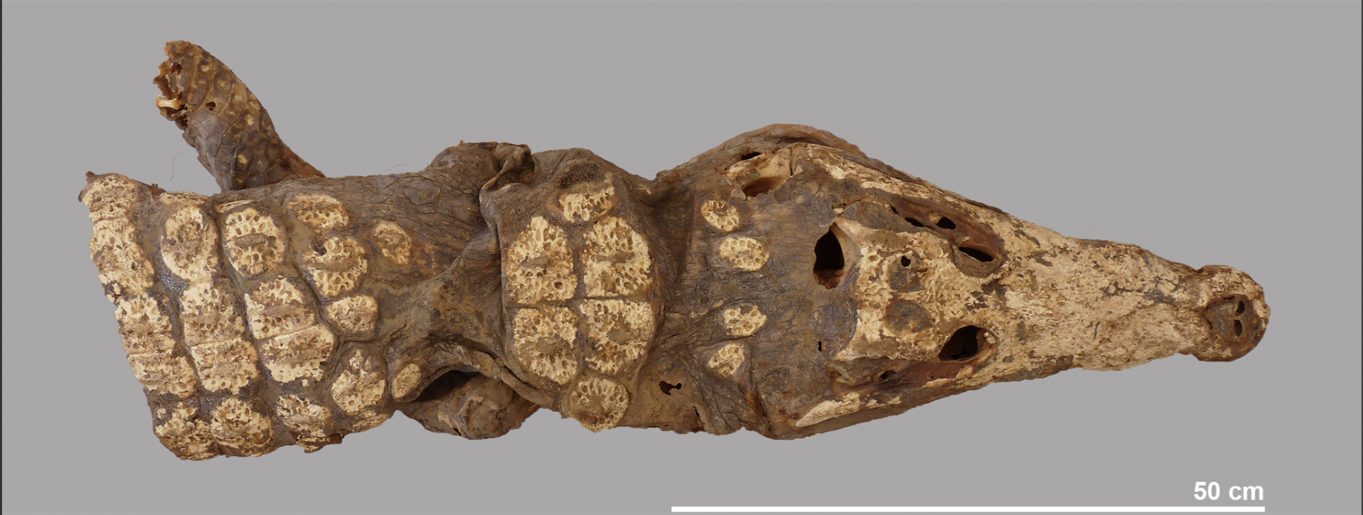 Check Out The Giant Crocodile Mummy Found Inside An Egyptian Tomb