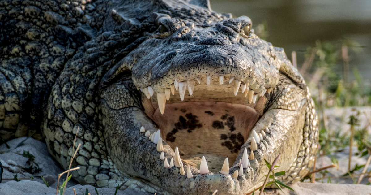 Check Out The Giant Crocodile Mummy Found Inside An Egyptian Tomb