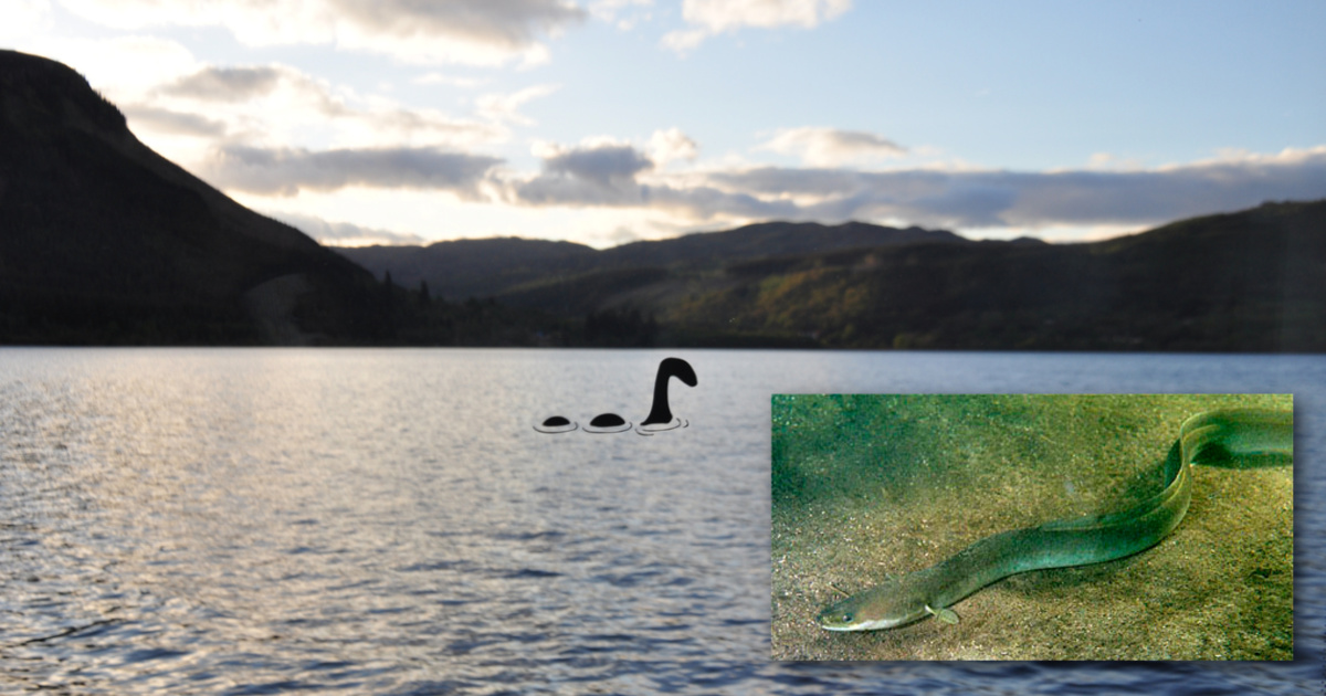 The Mystery Of The Loch Ness Monster Could Come Down To A "Super" Eel