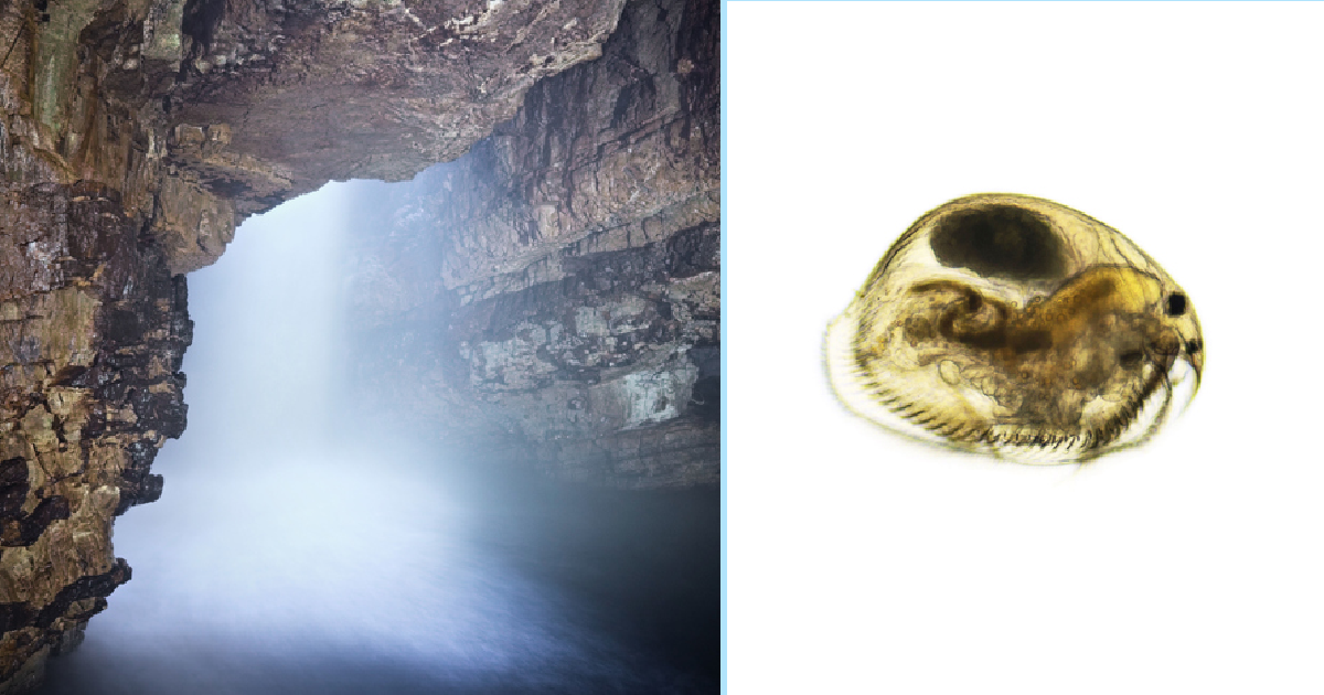 Discover The Rare Creatures That Have Evolved In Caves Favored By Smugglers