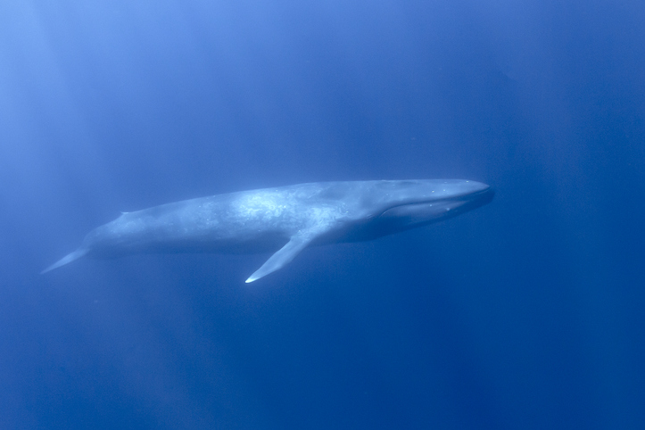 Why Are Blue Whales So Huge And How Do They Grow That Large?