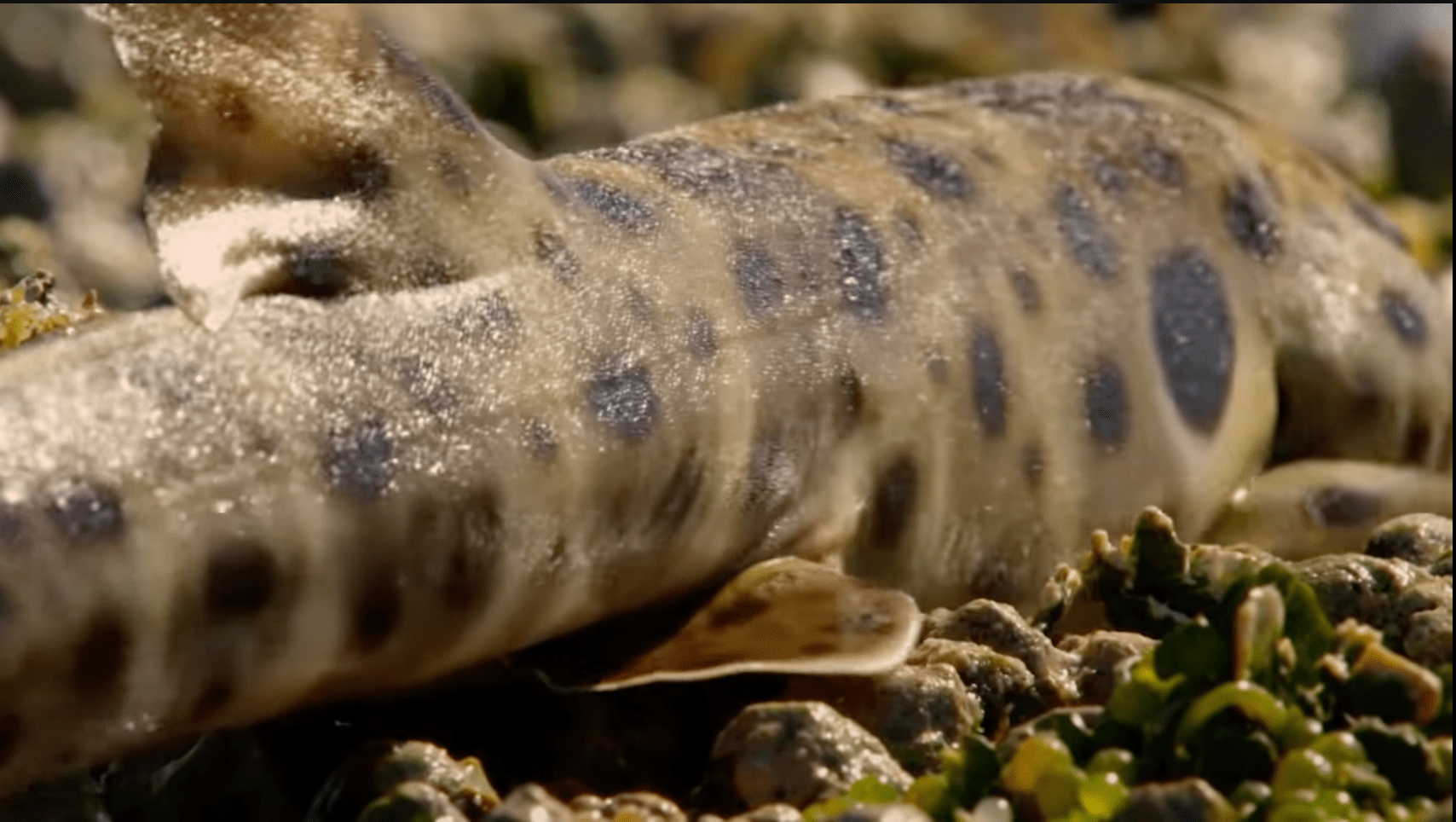 This Shark Is One Of A Few Species That Can "Walk" On Land