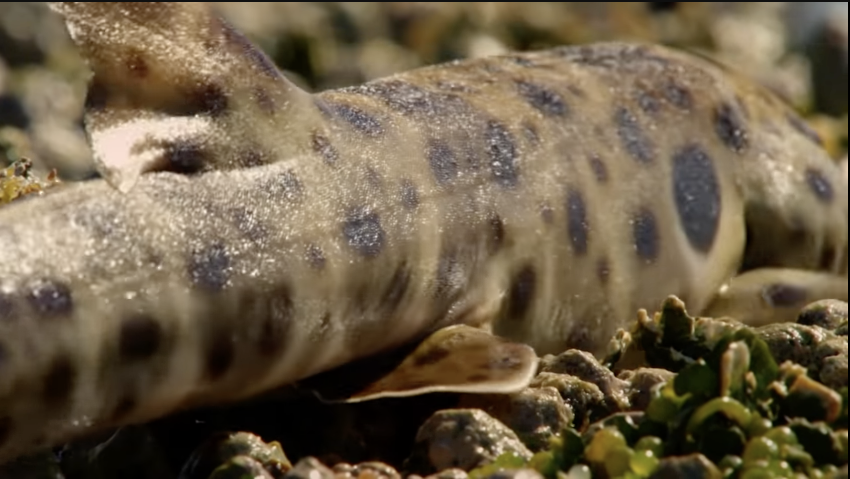 This Shark Is One Of A Few Species That Can "Walk" On Land